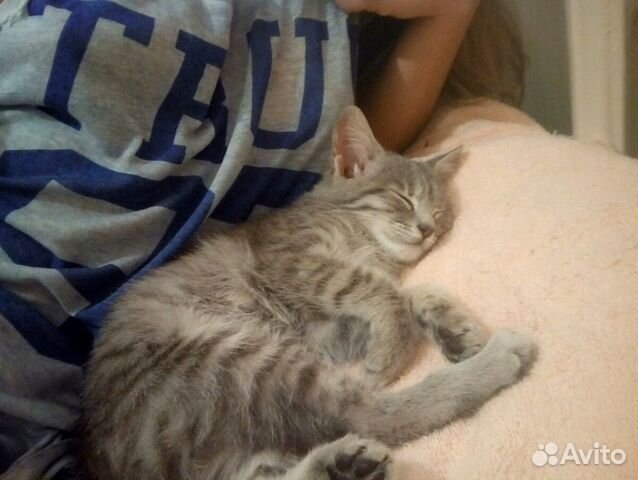 Отдам котенка