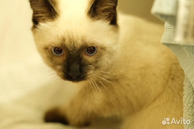 Сиамский мальчик