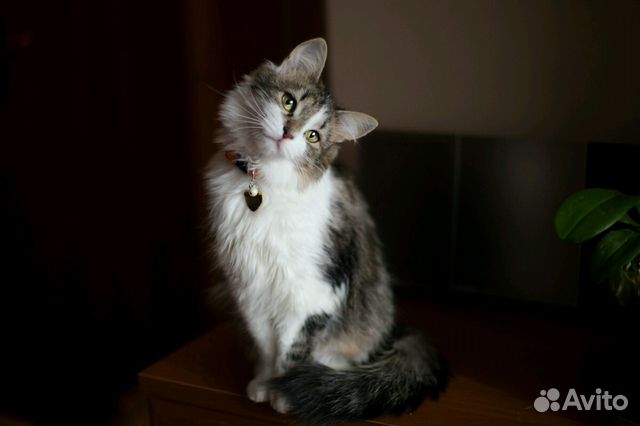 Стеша ищет дом