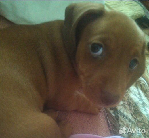 Рыжие таксята