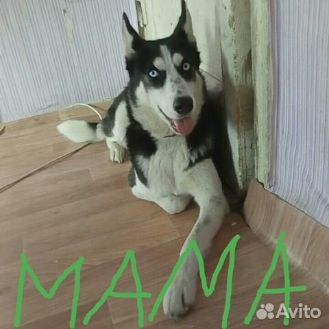 Щенки хаски