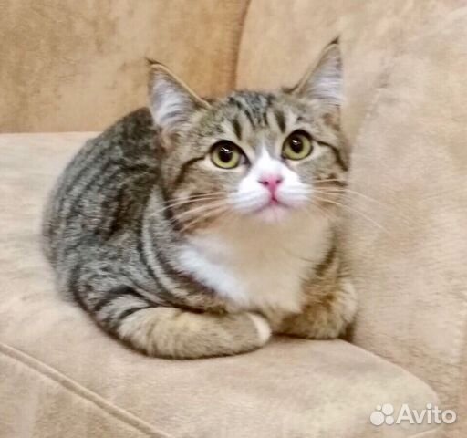 Ёшечка (4 мес), нос пуговкой ищет дом