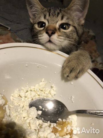 Котёнок Мальчик