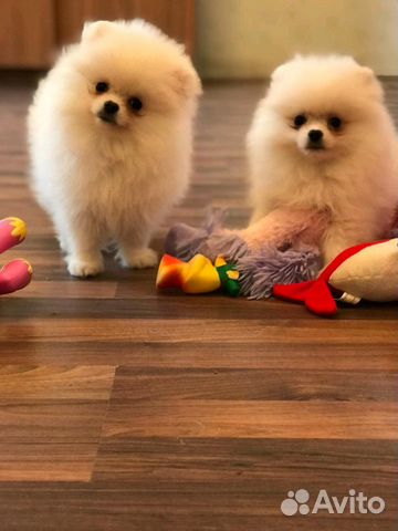 Очаровательные Медвежата