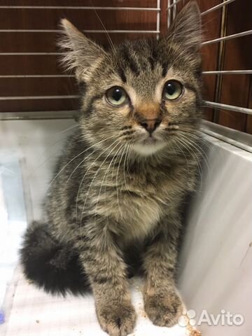 Котёнок по имени Енот