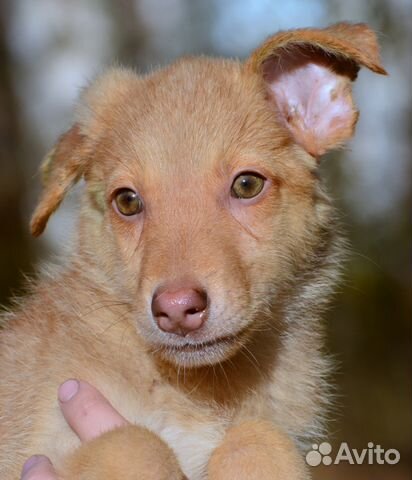 Щенок Огонек в добрые руки