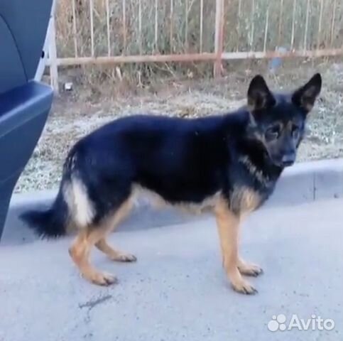 Овчаренок потеряшка