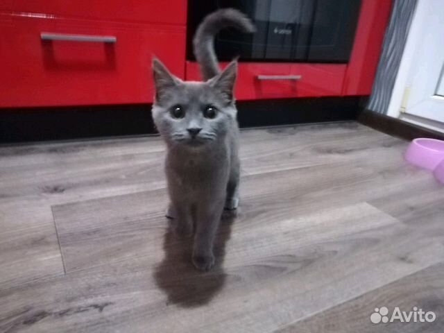Маленькая кошечка