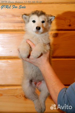 Шикарные детки Аляскинского Маламута