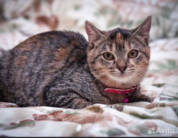 Нюшка ищет дом