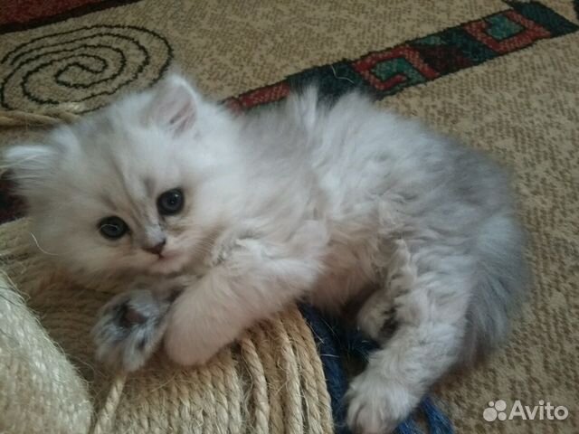 Продам кошечку