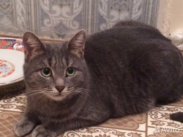 Стерилизованная котобарышня Маргоша