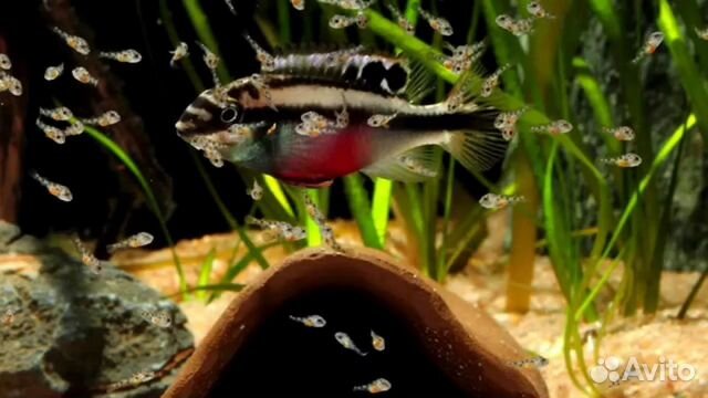 Продаю рыбок Пельвикахромис Крибенсис (Попугайчик)