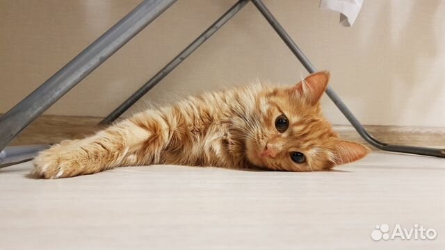 Рыжая малышка ищет дом