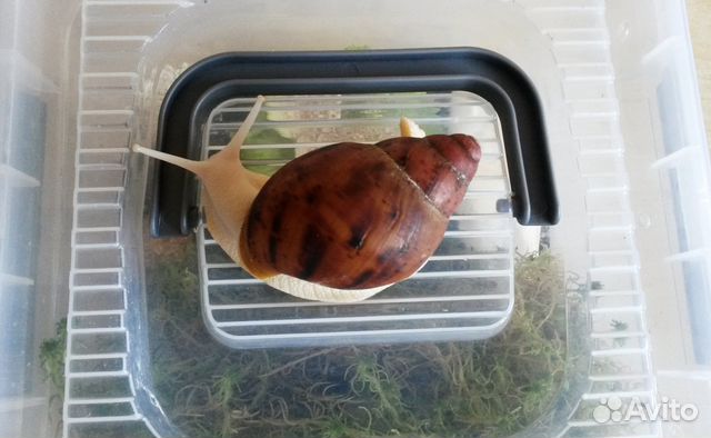 Улитка Архахатин маргинат сутуралис