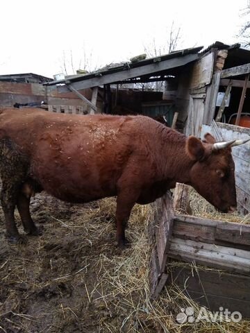 Корова, коза, телка