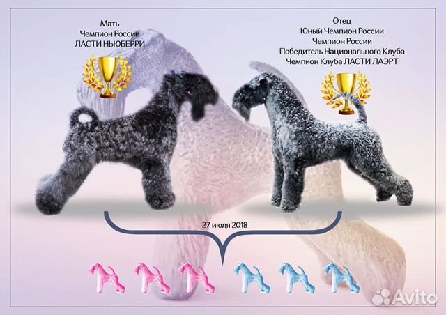 Щенки Керри блю терьера