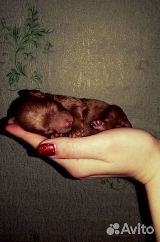 Щенки Той-Пуделя