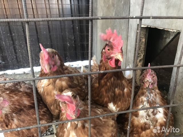 Отдам Кур-несушек. 5шт. Возраст 1,5 года