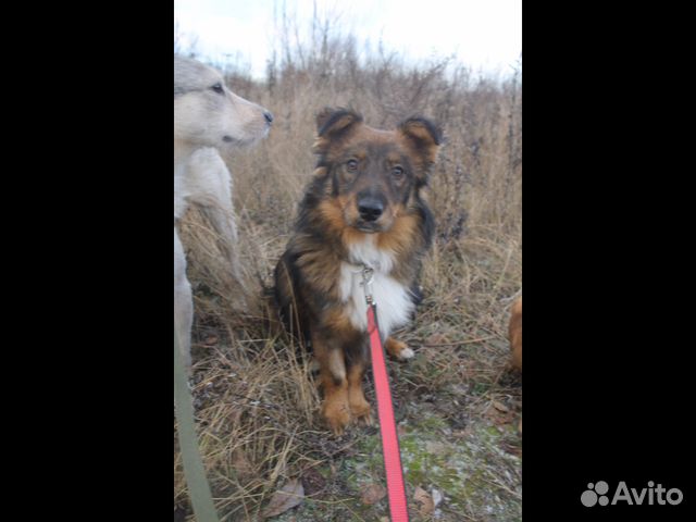 Пёсик Пух ищет дом и семью