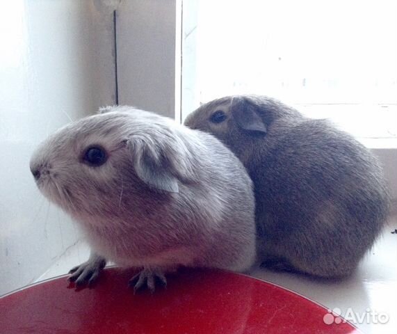 Морские свинки