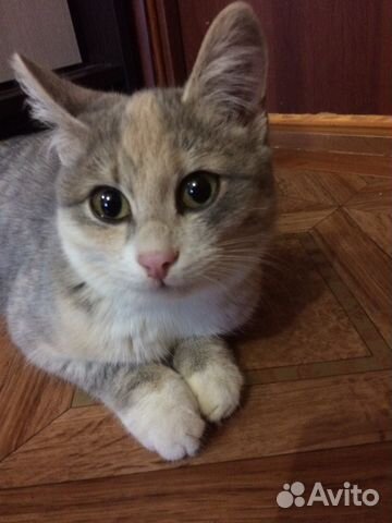 Котёнок девочка