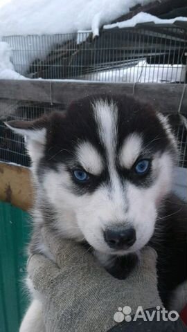 Сибирская хаски