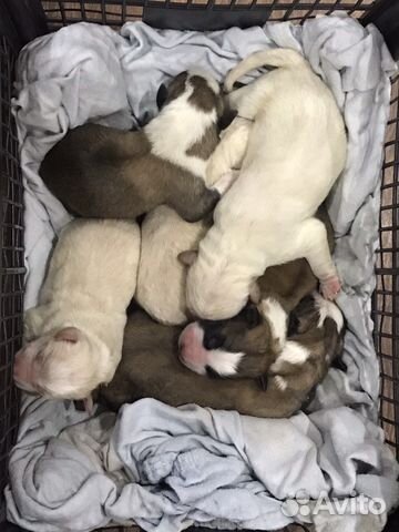 Отдам щенков бесплатно