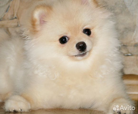 Две пушистые крошки померанские шпицы