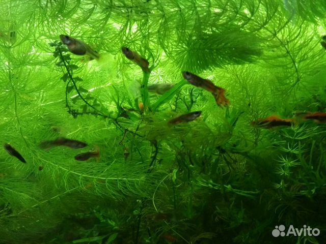 Меченосец, Гуппи, Ксенотоки, Растения аквариумные