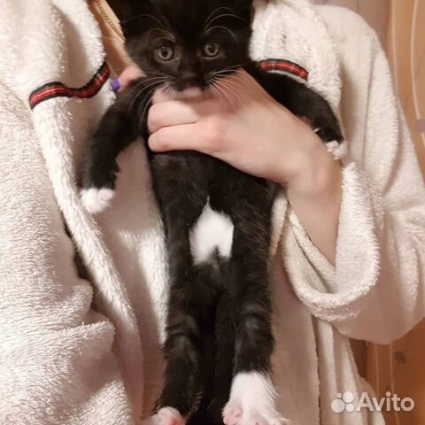 Маленькие пушистики ищут новый дом