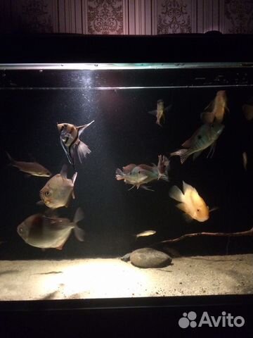 Экзотический рыбы