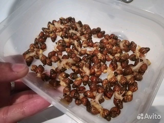 Улитки Ахатины