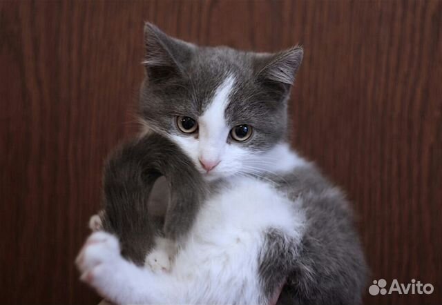 Котенок