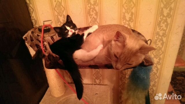 Отдам котенка