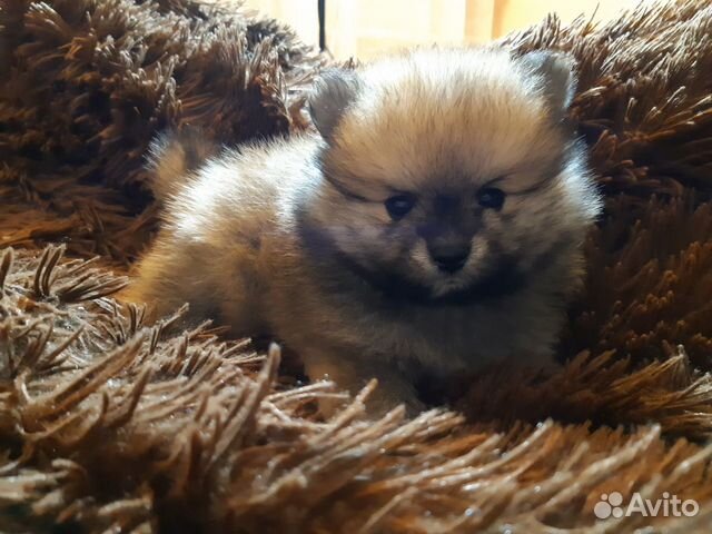 Щенки Померанского шпица