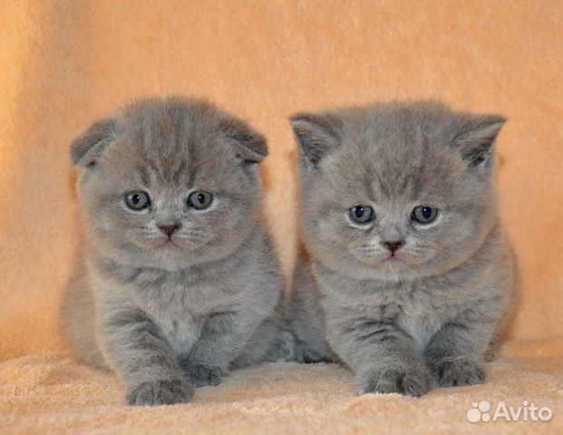 Шотландские котята - разные окрасы