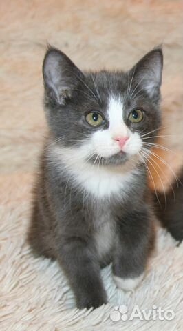 Отдам котенка мальчика 2.5 мес