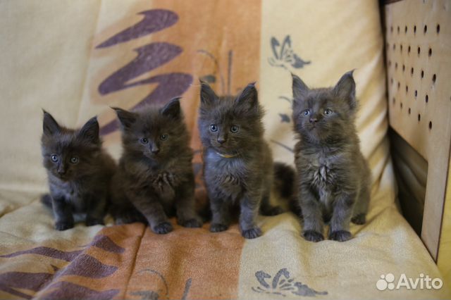 Котята мейн-кун голубой солид