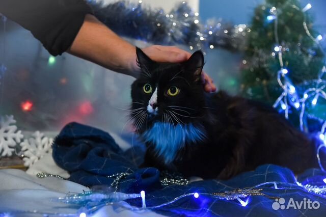 6 кг счастья ответстенным людям