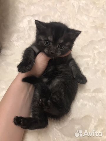 Шотландская котейка