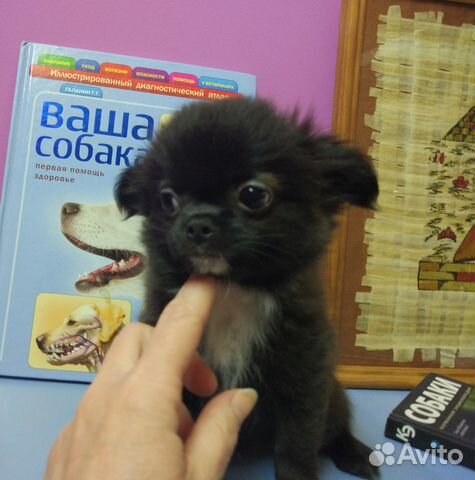 Супер курносик на нг