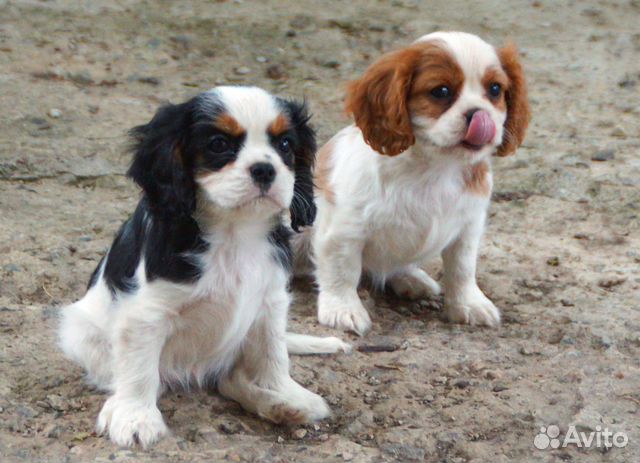 Щенки кавалерчики