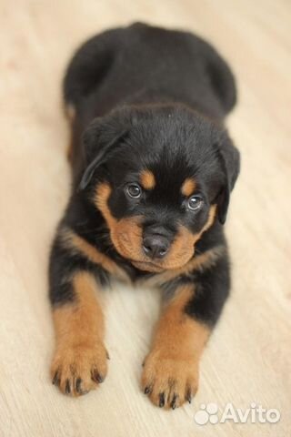 Ротвейлер мальчики щенки
