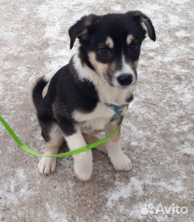 Щенок ищет хозяина