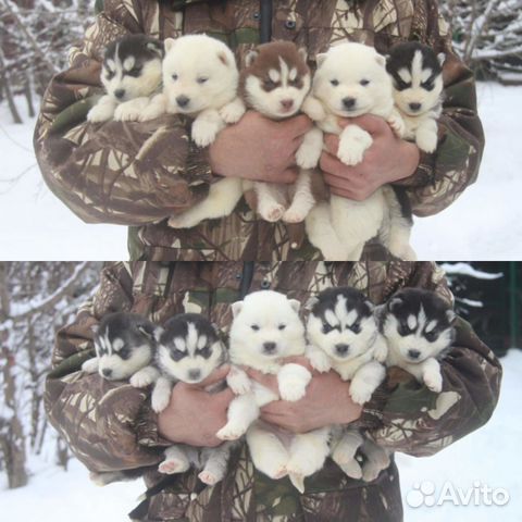 Хаски 6 мальчиков и 4 девочки