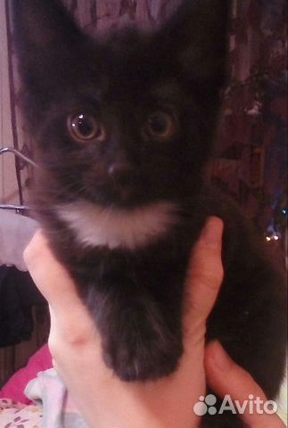 Милый котенок