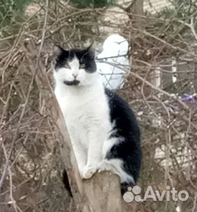 Хотим пристроить молодого котика