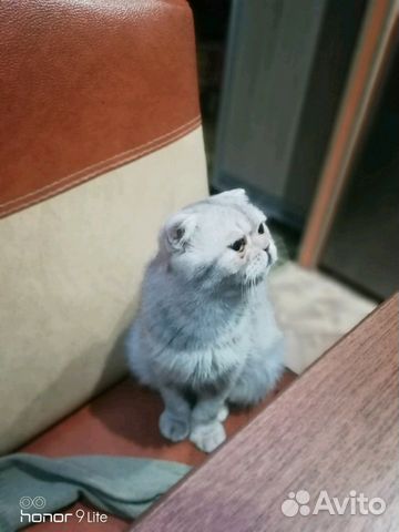 Кошка шатландская веслоухоя