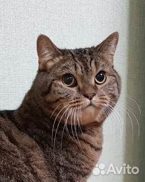 Шикарная кошка Таисия ищет семью